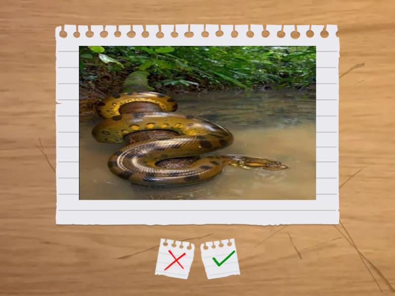 NATIONAL ANIMALS - BRAZIL - Flash cards