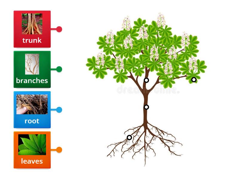 Label the parts of the tree - Labelled diagram