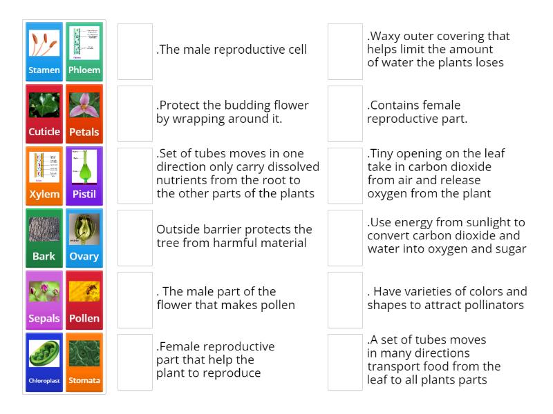 internal and external parts of the plants - Match up