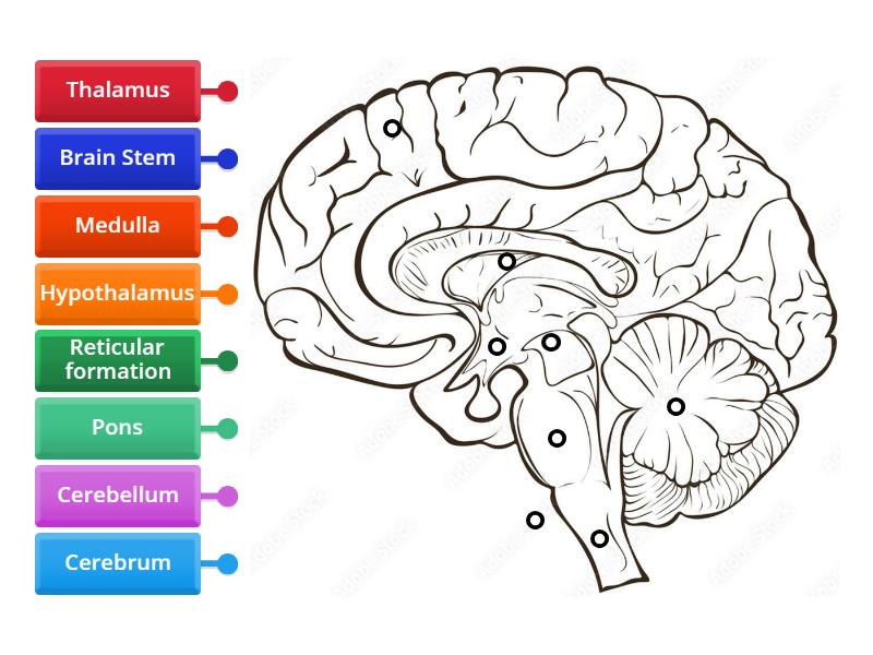 The forebrain, midbrain and hindbrain - Labelled diagram