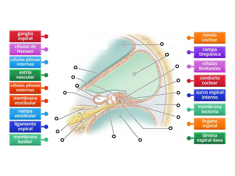 Anatomía de la cóclea - Labelled diagram