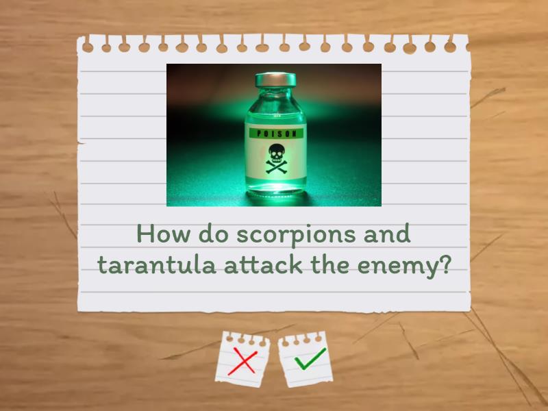 Who Would Win: Scorpion VS. Tarantula - Flash cards