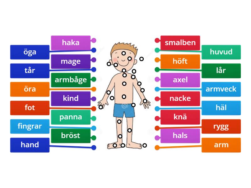 Kroppsdelar 1A - Labelled diagram