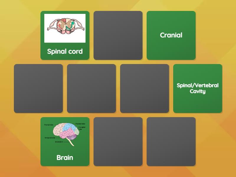 Which cavity holds each organ? - Matching pairs