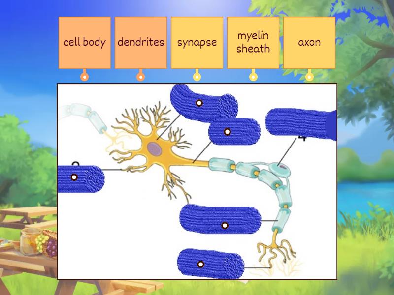 Neuron Structure - Labelled diagram