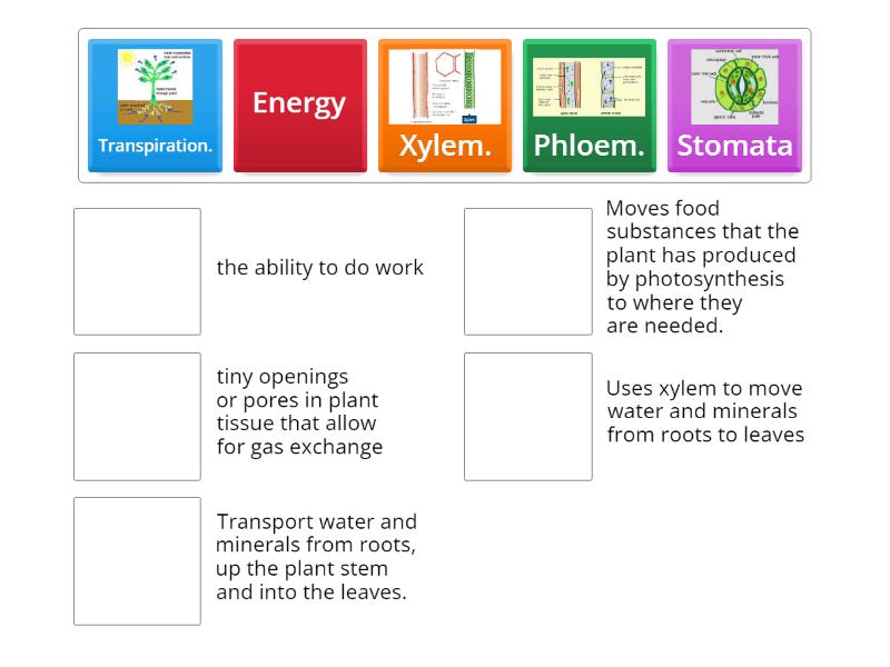 Xylem and Phloem: Parts and Function - Match up