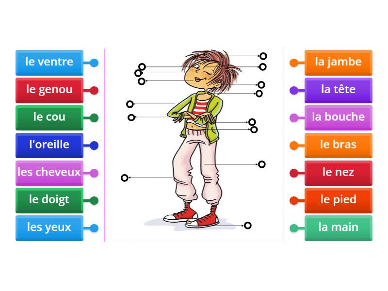 Year 9 French Le corps humain - Labelled diagram