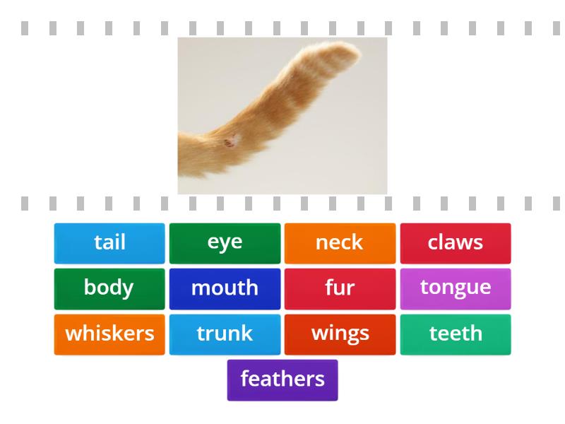 Animal body parts - Find the match