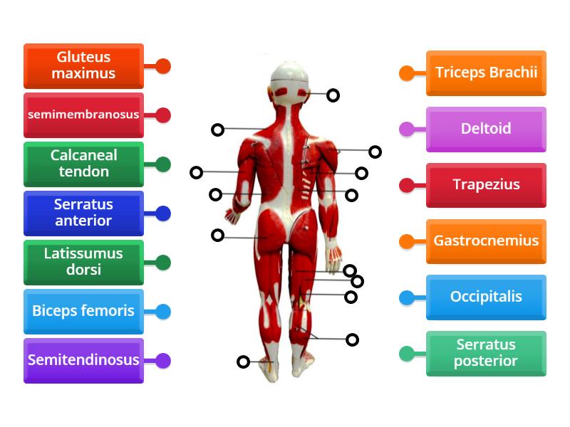 Muscle Posterior - Labelled diagram