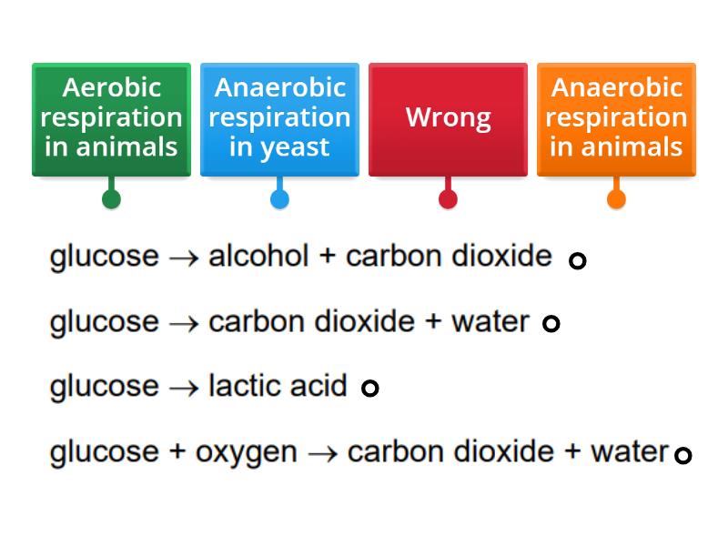 Types of respiration - Labelled diagram