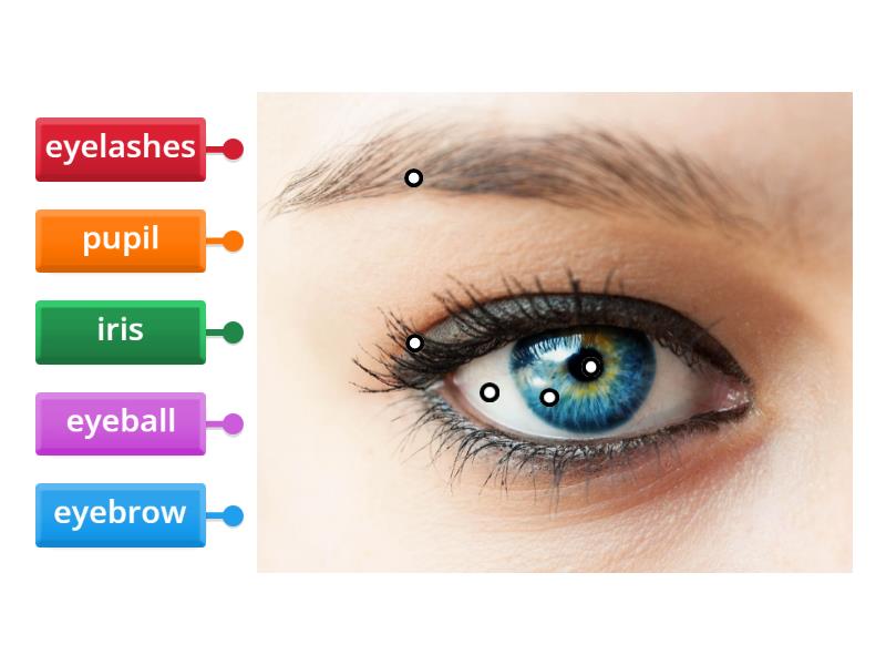 Eye - Labelled diagram