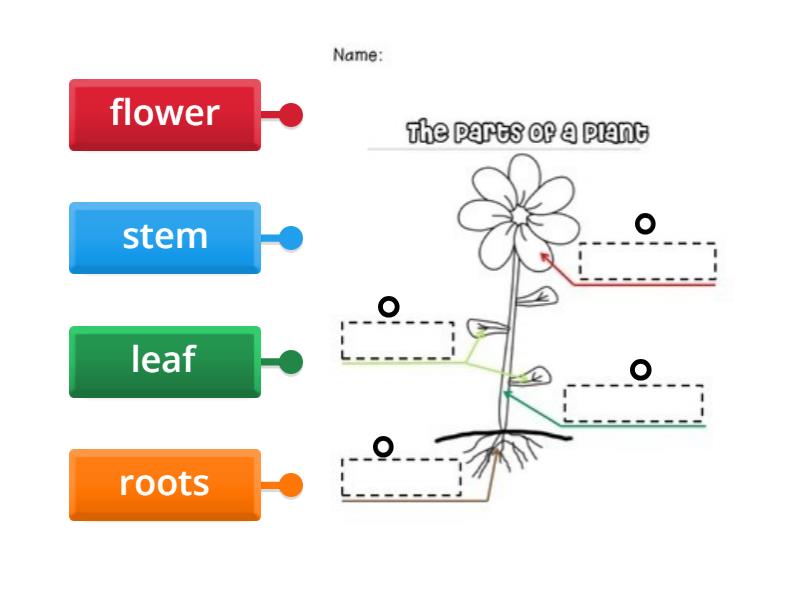Parts of a Plant Diagram - Labelled diagram