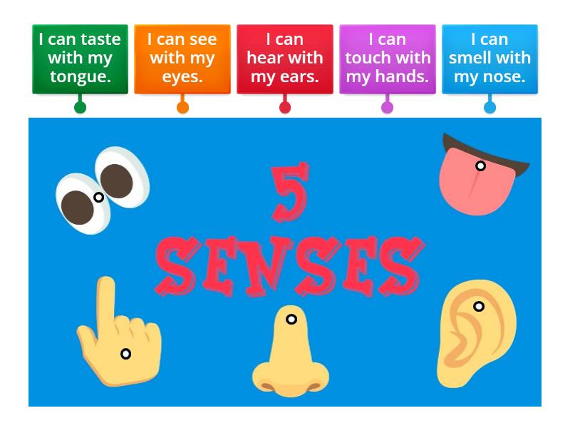 FIVE SENSES - match - Labelled diagram