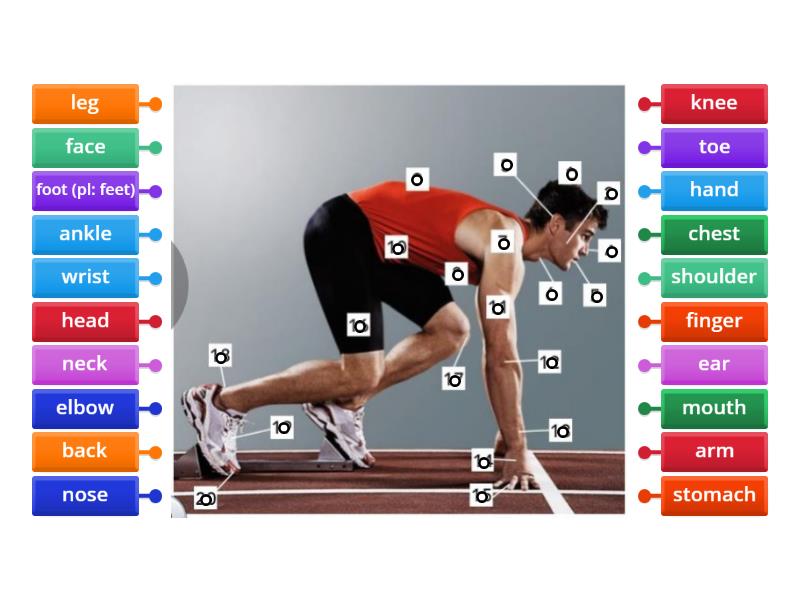 WW2_Parts of the body - Labelled diagram