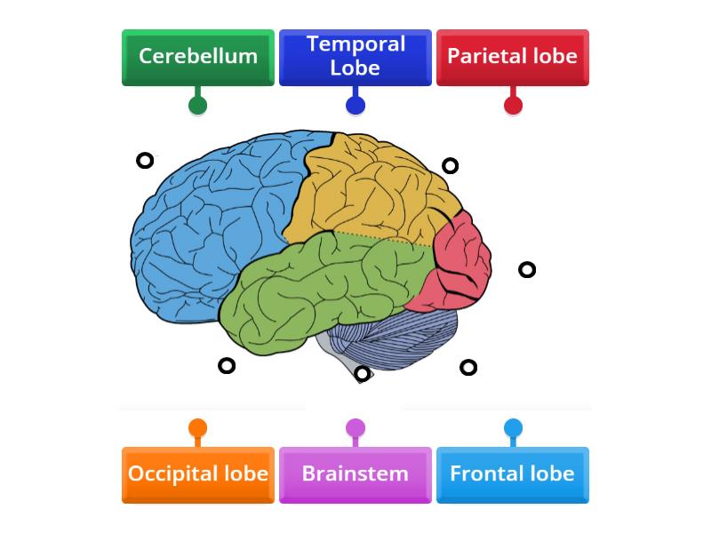 Brain Cortex - Labelled diagram