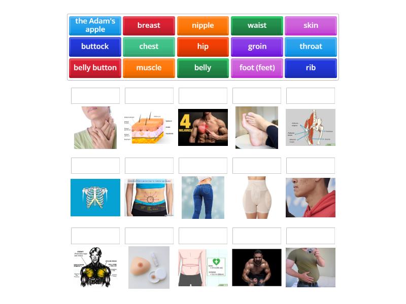 Human body II - Match up