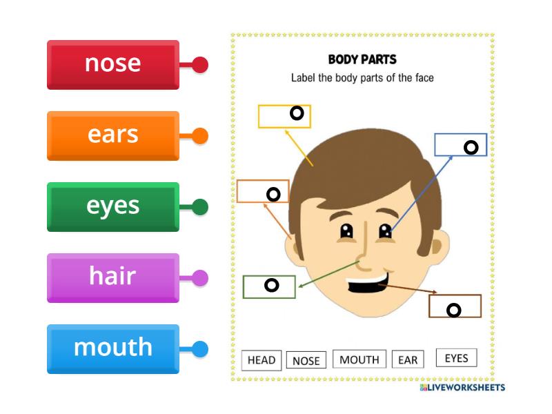 label the parts of the head - Labelled diagram