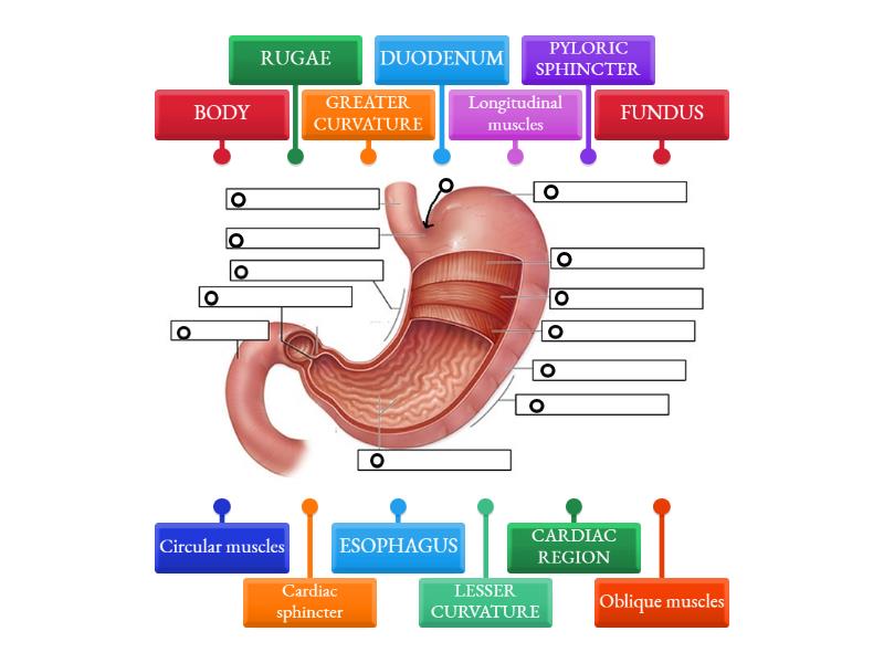 Stomach - Labelled diagram