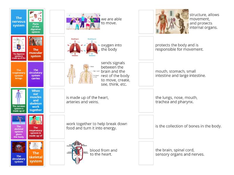 SYSTEMS OF THE HUMAN BODY - Match up