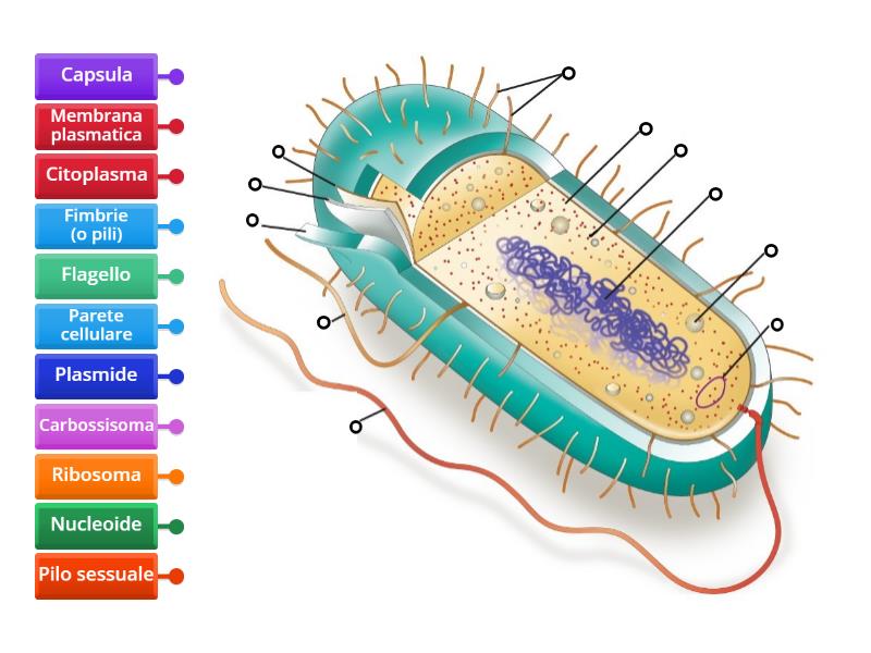 Cellula procariote - Level pro - Labelled diagram