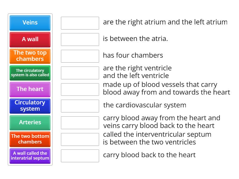 Circulatory system - Сопоставить