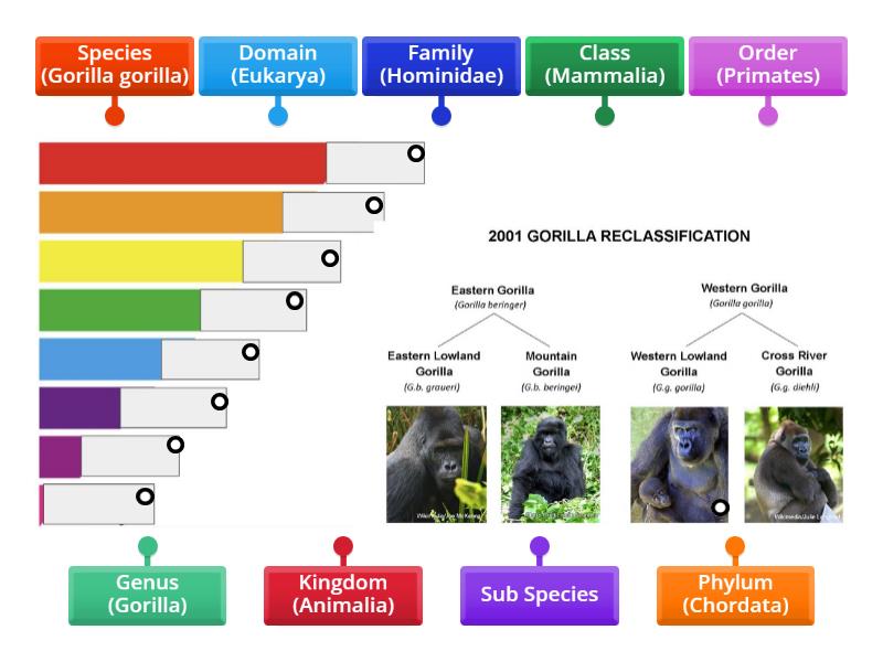 Taxonomic Classification - Labelled diagram