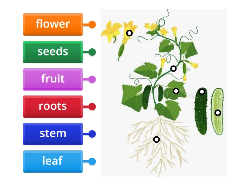 CUCUMBER Parts of a Plant Kid's box 3 - Labelled diagram