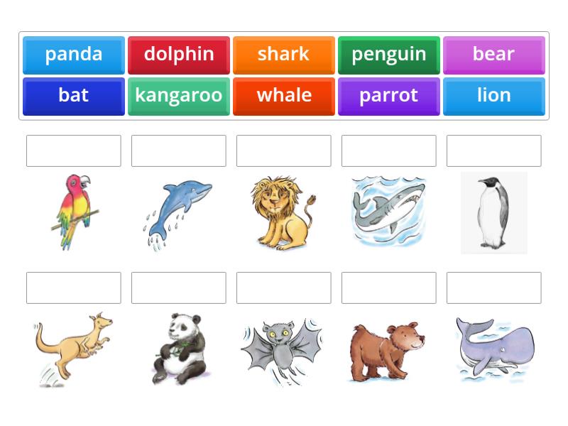 Kid's box 3 Unit 7 Animals - Match up