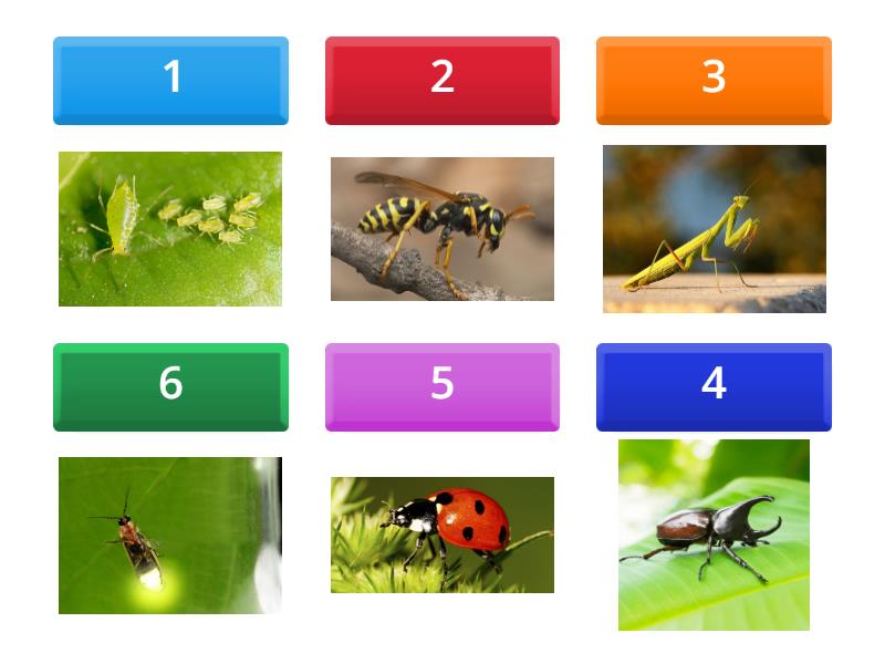 Grouchy ladybug characters sequence - Unscramble