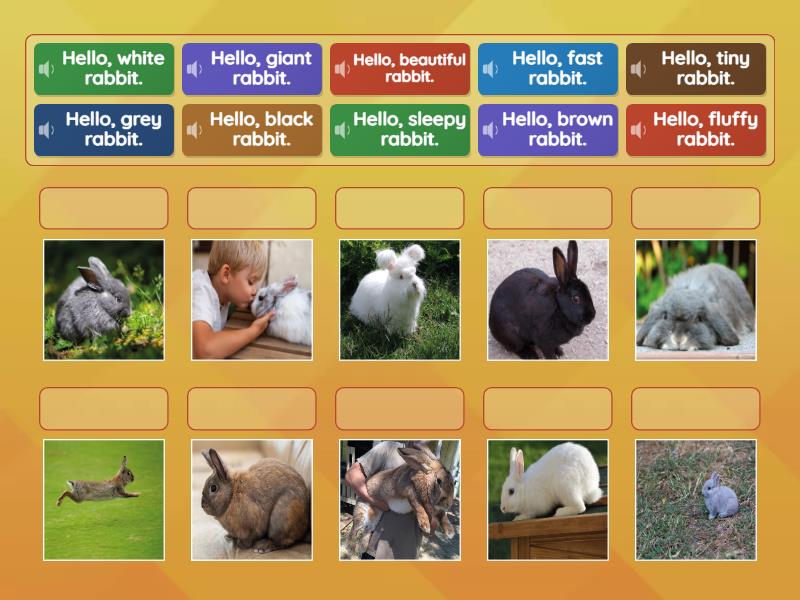 Hello, Rabbit - Match up