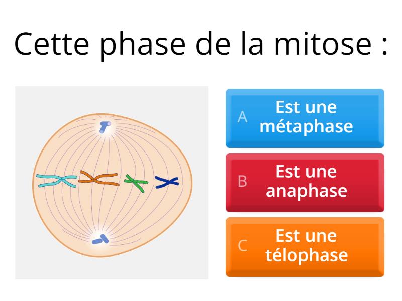 La mitose - Quiz