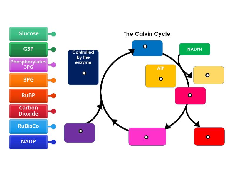 Calvin Cycle Diagram To Label - Labelled diagram
