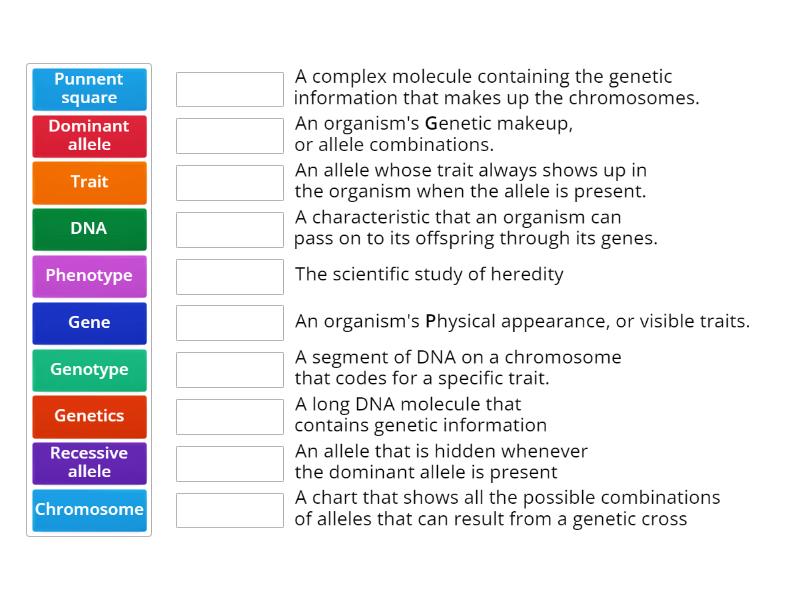 Genetics - Match up