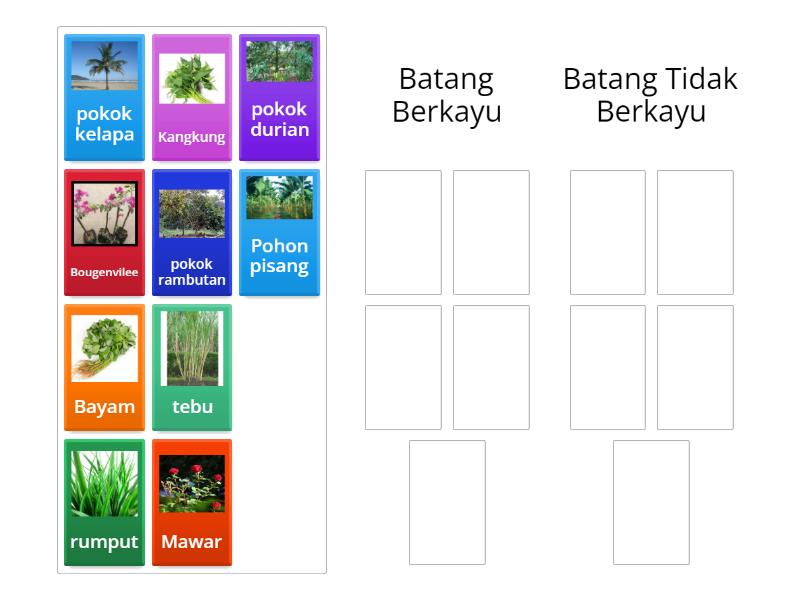 Tumbuhan Berkayu dan Tidak Berkayu - Group sort
