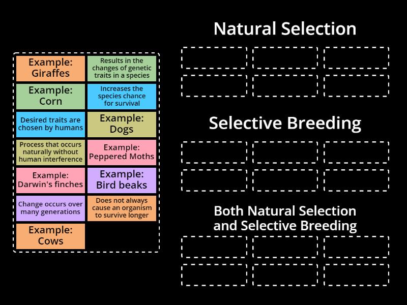 Natural Selection vs Selective Breeding - Group sort