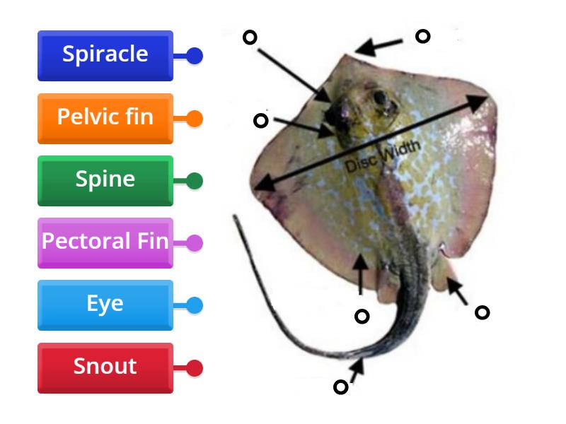 Stringray Anatomy - Labelled diagram