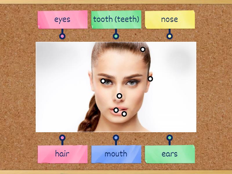 GG1 U4.1 Face Diagram - Labelled diagram