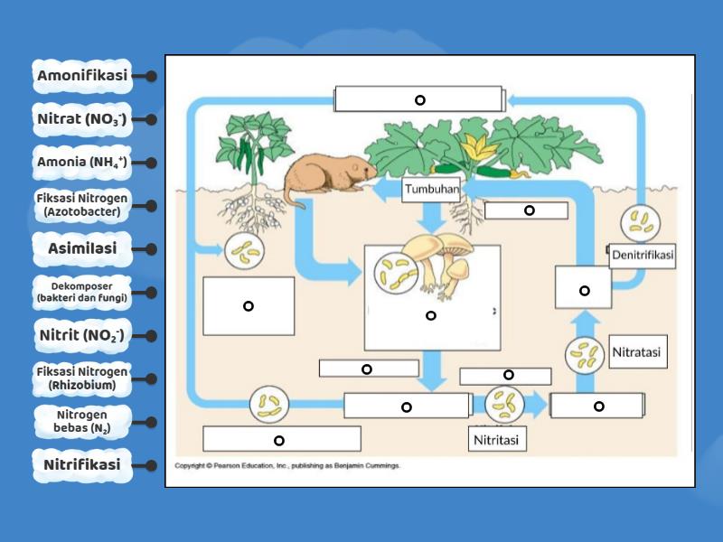 Daur Nitrogen - Labelled diagram