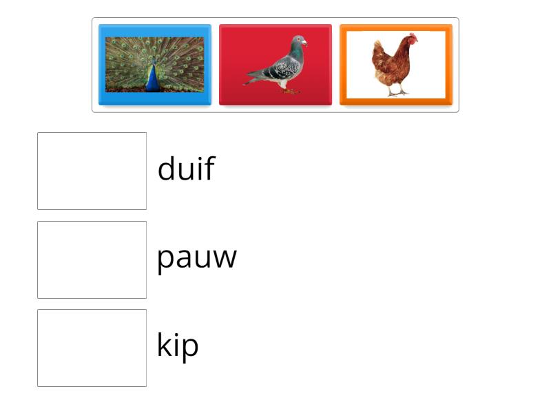 kip pauw duif - Match up
