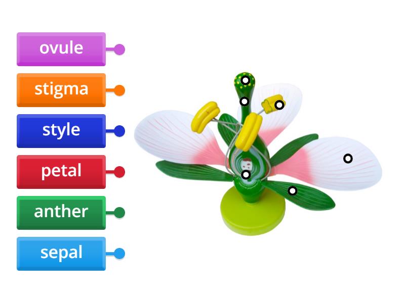 part of a flower - Labelled diagram