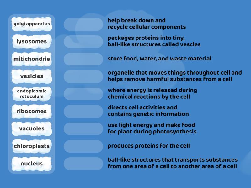Chapter 2 - cell organelle & function - matching - Match up Chapter 2 - cell organelle & function - matching - Match up