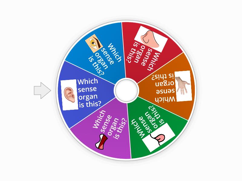 sense organs - Spin the wheel
