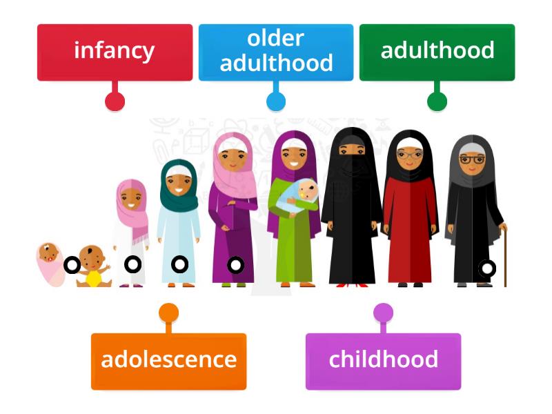 Stages of Human Life Cycle - Labelled diagram