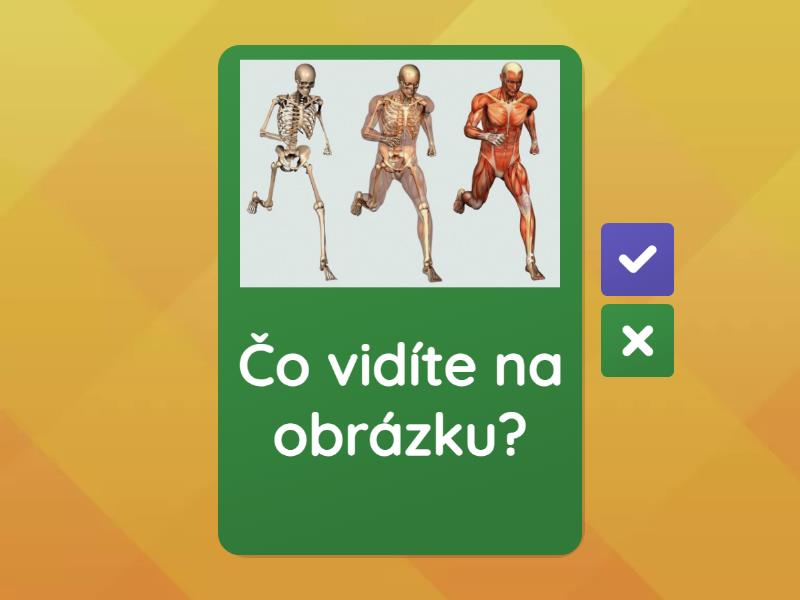 Svaly - Flash cards