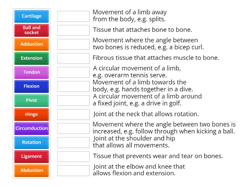 Skeletal system - Joints and movement - Match up