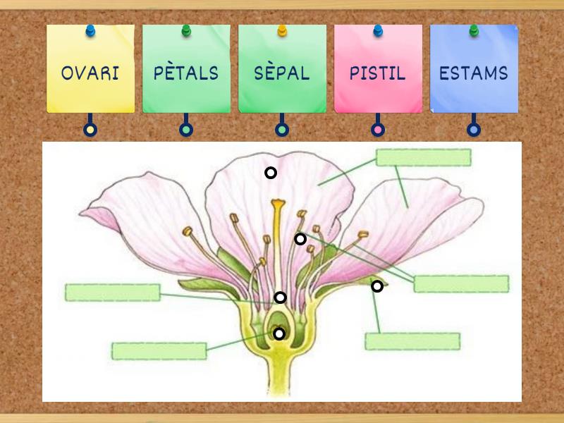 PARTS DE LA FLOR - Labelled diagram