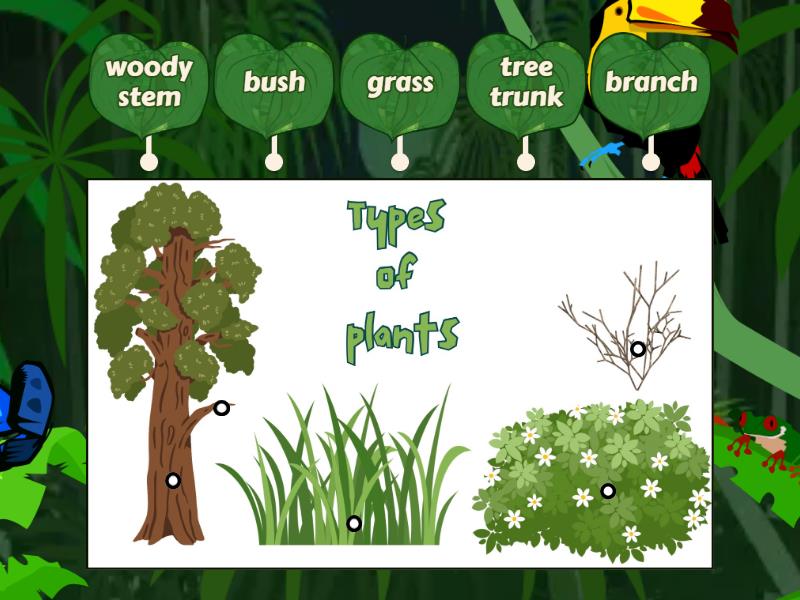 Types of plants - Labelled diagram
