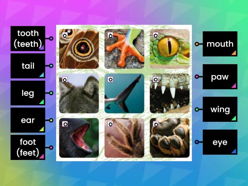 Unit 6A (Parts of an animal) - Labelled diagram