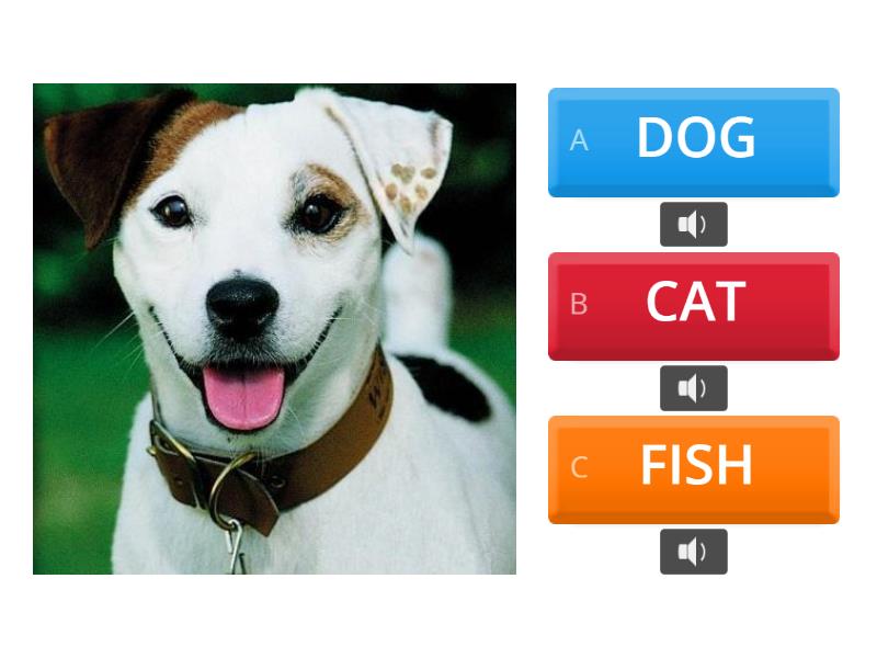 AULA 4 – THIS IS MY PET! - Quiz