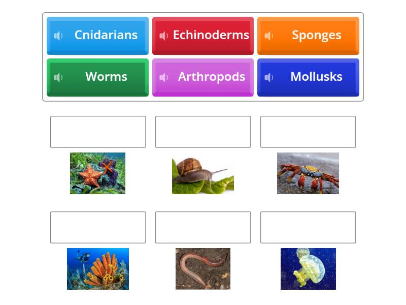 INVERTEBRATES - Match up